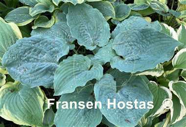 Hosta Ruffles n Ridges - Fransen Hostas